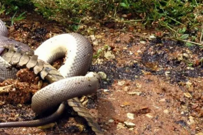 Krokodil umging seinen Besitz und stieß auf eine riesige Python: Video von Förstern