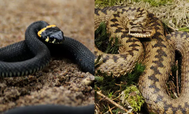 Viper or already: look at the main differences between two similar snakes