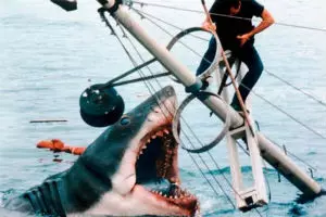 Why sharks sometimes attack ships