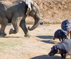 Elephant at the ready: savannah giant walks through hippos and crocodiles