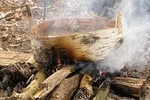 Mbijetesa në pyll: 6 përdorime të vlefshme të lëvores së pemës