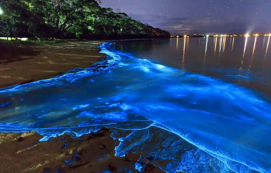 Vaadhoo, Maladewa Dinoflagellata uniseluler hidup di perairan dekat pulau. Kekuatan mekanis gelombang menyebabkan impuls listrik di dalamnya, yang memicu reaksi bioluminescent, akibatnya air memancarkan cahaya kebiruan dalam gelap.