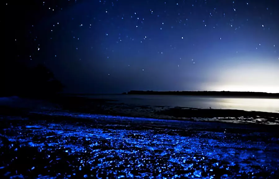 La Parguera, Lajas, Puerto Rico Puerto Rico memiliki tiga teluk bioluminescent. Salah satunya adalah La Parguera. Waktu terbaik untuk berkunjung adalah selama musim kawin plankton, ketika semuanya berubah menjadi biru.