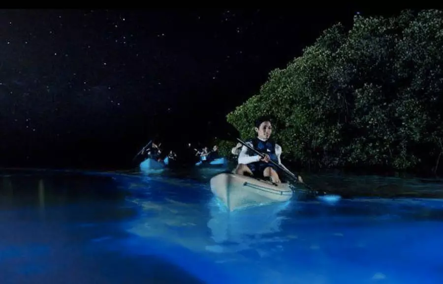 Teluk Nyamuk, Vieques, Puerto Rico Ini adalah tempat paling populer di Puerto Rico untuk melihat cahaya plankton. Plankton lokal dianggap paling terang. Teluk ini biasanya dicapai dengan kayak.