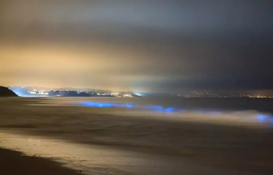 Carlsbad, California, AS Gelombang biru neon juga dapat dilihat di lepas pantai California. Dalam jangka waktu tertentu fitoplankton terakumulasi di dekat pantai. Saat ombak bergerak, saat ombak bergulung ke pantai, terbentuklah cahaya.