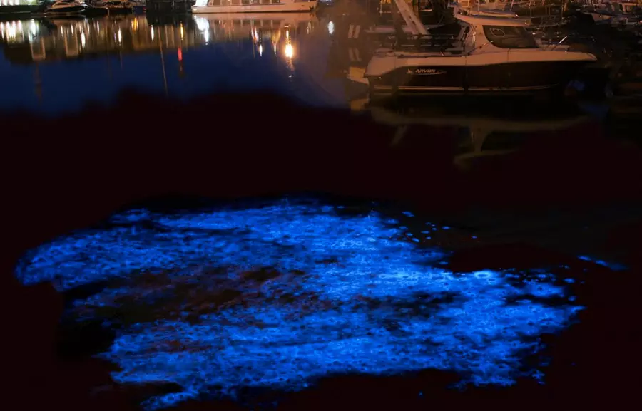 Pelabuhan Zeebrugge, Belgia Pelabuhan Zeebrugge juga dapat membanggakan penerangan tambahan. Dalam gelap, plankton mewarnai air di tempat berlabuh menjadi biru.