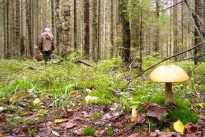 Tylios medžioklės taisyklės: 5 dalykai, kuriuos turėtų žinoti kiekvienas grybų rinkėjas