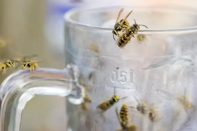 Por que as vespas se tornam agressivas no verão: o álcool é o culpado por tudo