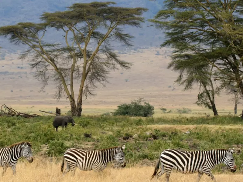 Serengeti, Tansania Fläche: 14.763 km² In den Ebenen des Parks leben 500 Vogelarten und 3 Millionen Großtiere. Während der Trocken- und Regenzeit kann im Park ein einzigartiges Phänomen beobachtet werden - die Wanderung von Tieren, die von Oktober bis November von den nördlichen Hügeln in die südlichen Ebenen und dann von April bis Juni nach Westen und Norden ziehen. Im Norden grenzt der Park an das kenianische Masai Mara Nature Reserve, das eine Erweiterung des Parks ist, und im Südosten des Parks befindet sich das Ngorongoro Biosphere Reserve.