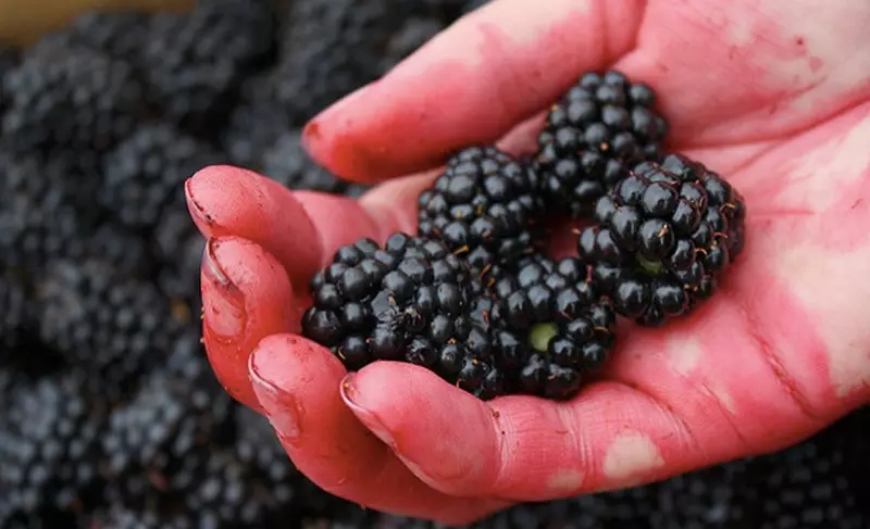 Remove berry stains After peeling berries and creating blanks for the winter, hands inevitably become stained. As heavy artillery against them, it is better to use not chemistry, but ordinary lemon. Mix lemon juice with cornmeal, rub the resulting paste over your hands and leave it on the stains for 1-2 minutes, then rinse.