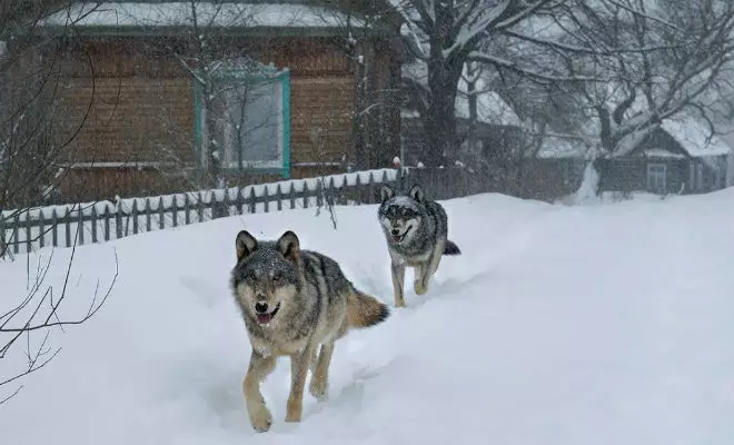 Liphiri li laola sebaka sa ho khetholla Chernobyl: video ho tsoa lik'hamera