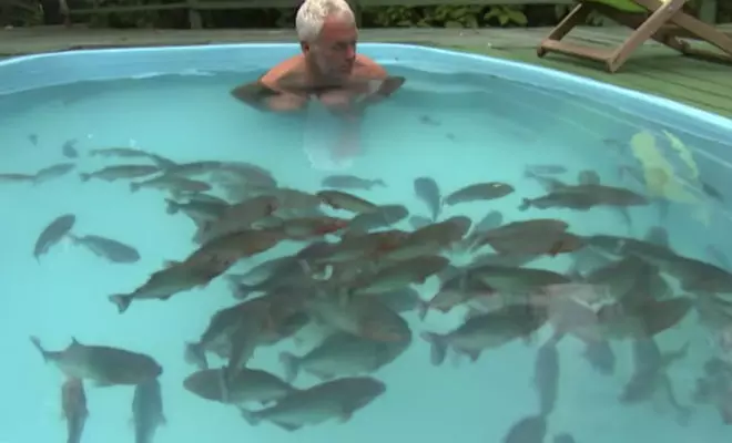 O temerário saltou na piscina com piranhas e filmou tudo