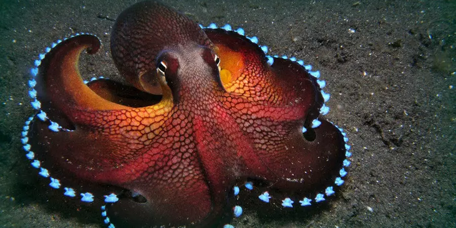 Intelligence Dr. Sidney Brenner, of the Okinawa Institute, is confident that octopuses were the very first intelligent creatures on the planet. In addition, the intelligence of the octopus has evolved at a much higher rate than the intelligence of the animals around it. No one still can understand why such a rapid evolution stopped so suddenly.