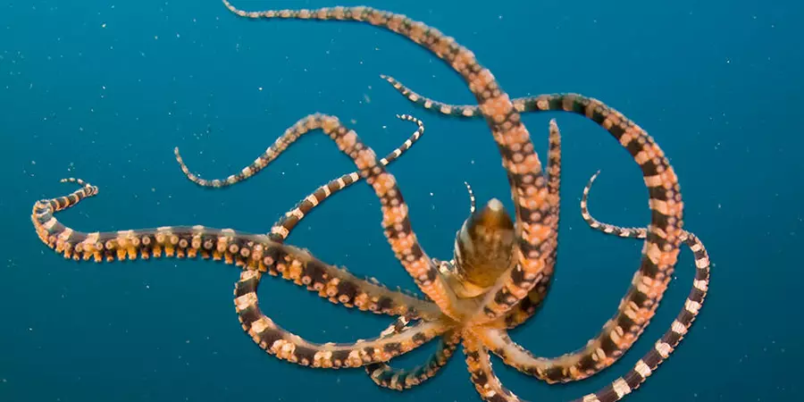 Can octopuses be aliens from another planet? 1278_2