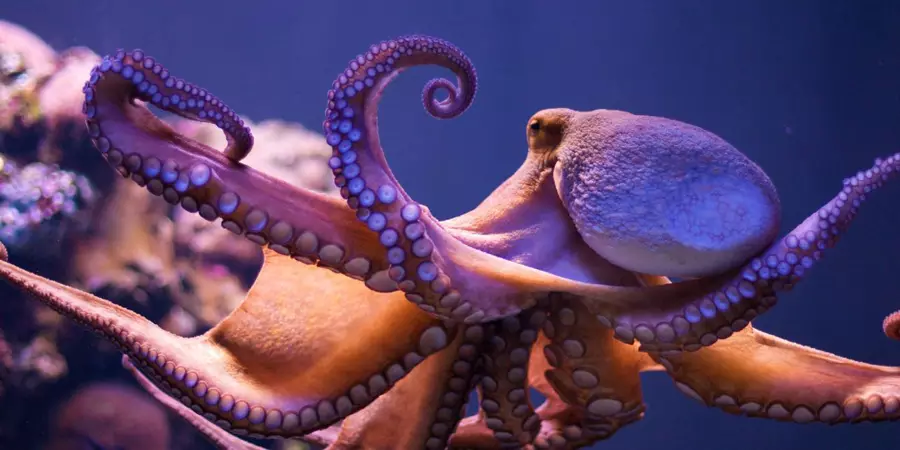 Intelligent limbs Through simple experiments, scientists have found that the limbs of octopuses have their own mind and may well function separately from the rest of the body. The severed tentacle tried to hunt small fish for another hour: the researchers observing this were shocked by such a strong desire of the body part for life.