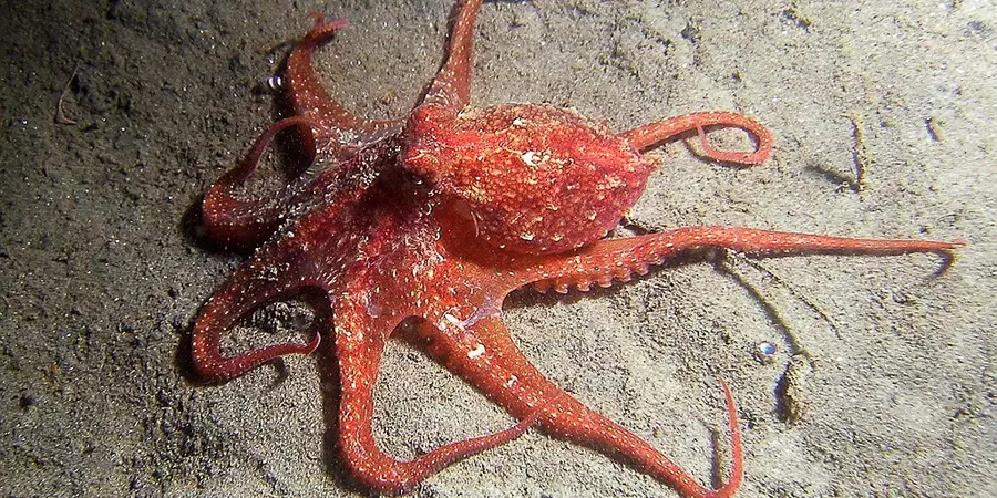 Genoom Het genoom van de octopus is slechts iets kleiner dan het menselijk genoom en verschilt aanzienlijk van de genetische code van bijna alle wezens die op de planeet leven. In het bijzonder hebben octopussen twee keer zoveel zenuwcellen als de meeste zoogdieren. Dit geeft hen ongelooflijke vrijheid van evolutie in elke richting, en de wetenschappers die voor het eerst het DNA van een octopus hebben gesequenced en het eigenlijk een buitenaards wezen noemden - zo groot waren de verschillen.