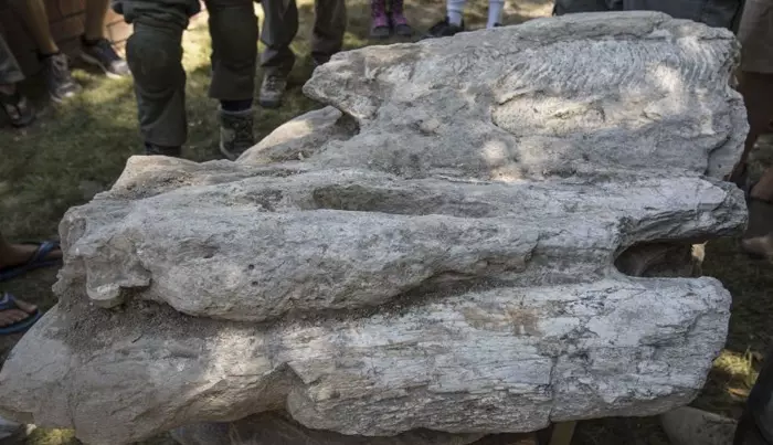 Walschädel 1978 bemerkte Gary Johnson im Innenhof seines Hauses in Kalifornien ein großes Fossil, das aus dem Boden ragte. Der Mann beschloss, es auszugraben und lud einen Experten ein, den Fund zu bewerten. Nach der Untersuchung des Fossils kam der Spezialist zu dem Schluss, dass es wertlos war. In den folgenden Jahren lag der Fund einfach im Hinterhof, bis Gary 2014 einen Bericht im Fernsehen sah, der besagte, dass fast in der Nähe seines Hauses ein 12 Millionen Jahre alter Pottwal-Schädel gefunden wurde. Gary holte einen weiteren Spezialisten, diesmal einen Paläontologen vom County Museum of Natural History, um seinen Fund zu untersuchen. Der Paläontologe hat festgestellt, dass das Fossil nichts anderes als ein Fragment des Schädels eines seltenen Schnurrbartwals ist, der ungefähr 14-16 Millionen Jahre alt ist.