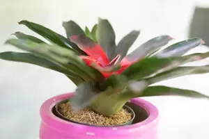 Plantas caseiras que podem crescer mesmo em sombras profundas