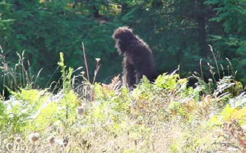 Siberië In die ondeurdringbare Siberiese taiga word die yeti 'n bos of harige persoon genoem. Sedert die middel van die vorige eeu kom mense toenemend op 'n ruig groot primaat af, uiters behendig deur die woude. Volgens ooggetuies is die bosman nie aggressief nie, maar hy weet hoe om letterlik uit die oog te verdwyn as hy probeer fotografeer of hom vang.