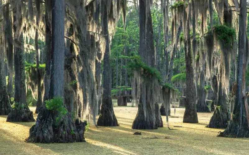 Texas Volgens Texans is Bigfoot meer as een keer in die Sam Houston National Reserve gesien. Op 'n groot gebied, heeltemal bedek met digte woude, kan 'n hele bevolking van hierdie geheimsinnige wesens baie maklik wegkruip. Toeriste word aangetrokke deur die geleentheid om wettig Bigfoot te jag. Dit kan wreed wees, maar nogtans was nog nie een jag suksesvol nie, so waarskynlik is dit net 'n advertensie -stunt om toeriste te lok.