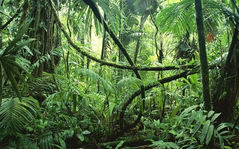 India Mande barunga, det lokale navnet på Bigfoot, har også blitt sett mange ganger i jungelen i India. De bor på vanskelig tilgjengelige steder i fjellet, og går ned i dalene bare om vinteren på jakt etter mat. I 2003 snublet skogmester Deepu Marak over en 3 meter lang skapning dekket med svart ull i tre dager på rad. På sitt siste møte klarte Marak å samle en prøve av barungull og sende den for analyse. Britiske genetikere sa at prøven var veldig lik yeti -hårprøven tatt av E. Hillary, en britisk klatrer som besteg Mount Everest.