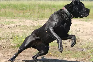 Anjing pengawal: memilih yang betul