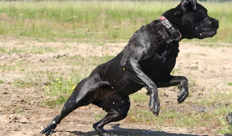 Cane Corso Isang matigas ang ulo, paulit-ulit, ngunit mabilis at matapat na lahi. Tratuhin ng mabuti ni Cane Corso ang mga bata - iyon ang dahilan kung bakit madalas silang magkaroon ng mga batang pamilya. Pinili ni Corso ang isang pinuno para sa kanyang sarili at sinusubukang sundin siya palagi, ngunit pantay na masigasig na dinepensahan ang sinumang miyembro ng pamilya.