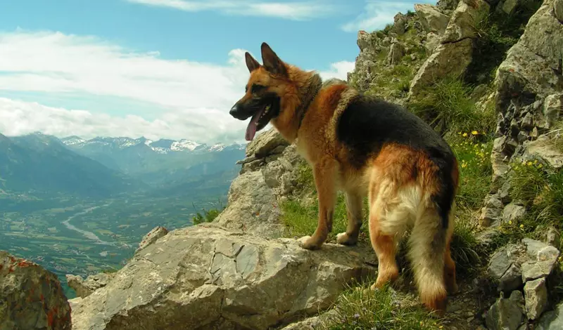 German Shepherd Dog Ang lahi na ito ay tila nilikha upang bantayan ang bahay. Ang German Shepherd Dog ay perpektong maaaring sanayin at mabisaduhin ang isang kahanga-hangang bilang ng mga utos. Ang mga aso ng pastol ay napaka-aktibo, hinihingi ang pansin at patuloy na pisikal na pagsusumikap. Maghanda na gumugol ng mahabang oras sa iyong alaga sa labas: nang walang pisikal na pag-unlad, ang aso ay magsawa at malungkot. Ang German Shepherd ay maaaring magamit kapwa para bantayan ang isang apartment at sa isang pribadong bahay - isang matalinong aso na napakabilis na umangkop sa anumang sitwasyon.