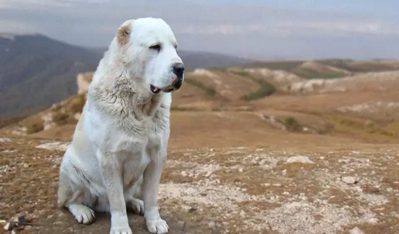 Alabai Alabai è giustamente considerata la migliore guardia di sicurezza del mondo, ma non si può parlare di tenere questo gigante in un appartamento. Inoltre, la razza richiede un leader forte: preparati a dedicare molto tempo all'allevamento di Alabai. A spasso con il cane è un articolo a parte. Alabai ha il potere di un intero branco di lupi, quindi una passeggiata di un'ora non funzionerà.