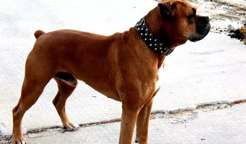 Boxeador El boxeador es altamente entrenable y puede, con el entrenamiento adecuado, convertirse en un guardia confiable para toda la familia. Estos perros se distinguen por una mayor actividad: si no quieres soportar las divertidas travesuras de tu mascota dentro del apartamento, intenta dejar que derrame toda su energía durante la caminata.