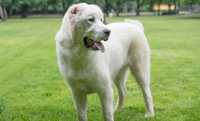 7 anjing penjaga rumah terbaik 1410_2