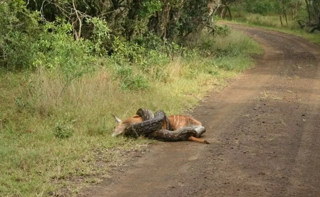 Indiese luislang Lengte: 6 meter Ekstern is die Indiese luislang baie soortgelyk aan die Birmaanse: dit word selfs die ligte tier luislang genoem. Die kleur van die Indiër word onderskei deur vlekke rooierige strepe aan die kante van die liggaam.