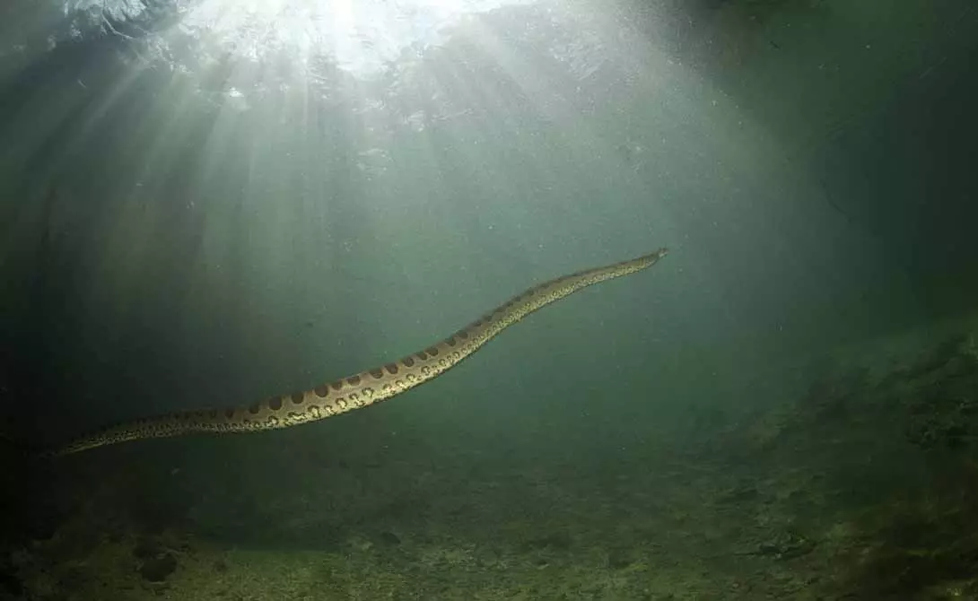 Gigant anakonda Uzynlygy: 11.43 metr Häzirki wagtda dünýädäki iň uzyn anakonda Nýu-Yorkork zoologiýa jemgyýetine sowgat edilen ýylan hasaplanýar. Dokuz metr we bir ýüz otuz kilogram parametrleriň iň howply utgaşmasydyr. Aöne birnäçe ýyl ozal Kolumbiýaly daýhanlar has ulurak bir nusga büdrediler: tutan anakonda uzynlygy on iki metre ýetdi.