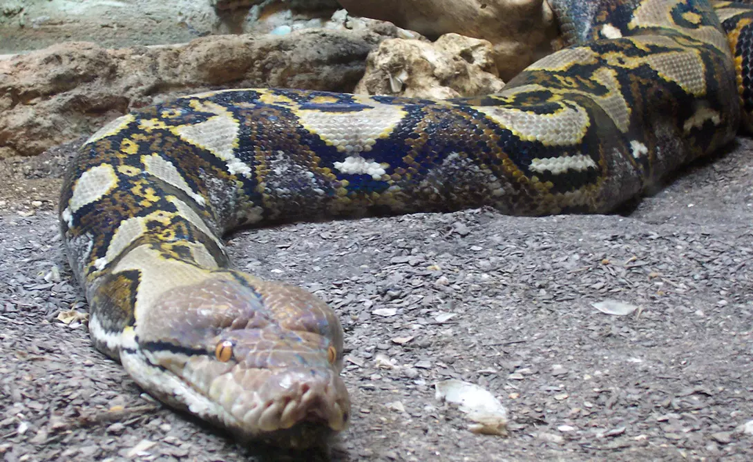 Retikuléiert Python Längt: 12,2 Meter Déi längste Schlaang op der Welt. Déi meescht dacks an der Natur ginn et Exemplare vu 7-7,5 Meter, awer an engem vun den Zoos an Australien huet e Rekordhalter, de Python Dave, laang gelieft, gewuess op 12,2 Meter.