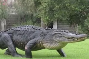 Swamp dinosaur: a huge alligator came out straight to people