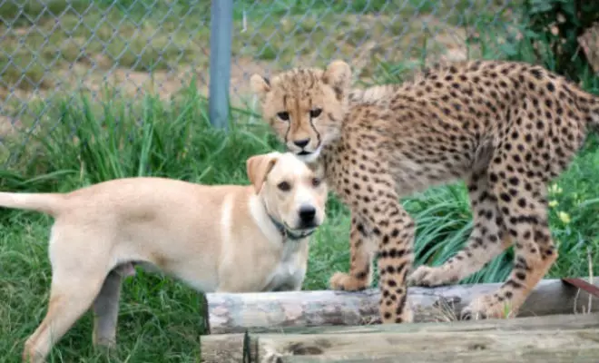 Këlyshi u lëshua në shpendin e cheetah: macja e madhe u miqësua me qenin