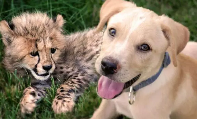 O cachorrinho foi lançado no aviário da chita: o gato grande ficou amigo do cachorro 1486_2