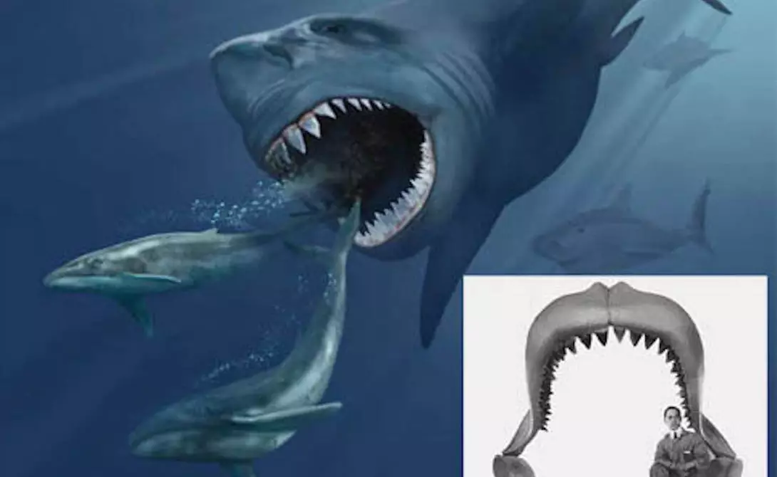 Megalodon Oke, hiu iki ana 2,6 yuta taun kepungkur - nanging kita ora bisa nyakup perwakilan spesies paling gedhe ing pilihan kita. Megalodon dawane 30 meter: ing gambar iki (para ilmuwan nggawe amarga ana sisa-sisa), monster kasebut mburu loro paus sekaligus. Sawetara wong bisa pas kanthi bebas ing rahang megalodon.