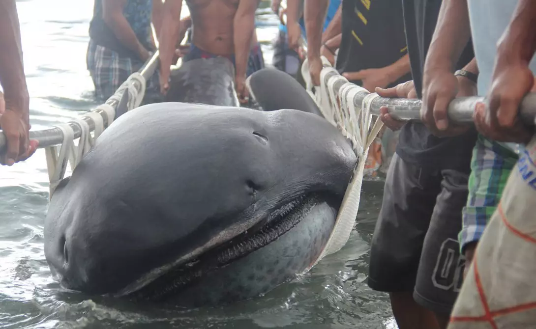 Pelagisk Bigmouth Shark Endast ett femtiotal av dessa konstiga hajar har överlevt på hela planeten. En kopia från bilden fångades på Filippinerna: fiskarna själva tog med sig fångsten till oceanograferna. Storhajen lever bara av plankton och rör sig med en hastighet av 2 km / h - det är inte förvånande att det finns så få av dem kvar.