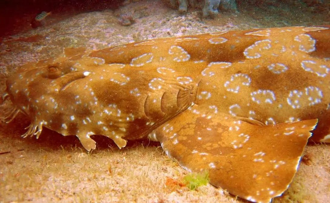 Carpet shark Carpet shark adadziwika ndi dzina laku Aborigines aku New Zealand: mwa chimodzi mwazilankhulo za Wobbegong amatanthauza "ndevu zosalala". Nyama yamtendereyi, koma yoyipa kwambiri imakhala pansi, ikudya nsomba zazing'ono komanso zowola. Ku Australia, mbali inayi, amapeza kalipeti shark chakumwa chachikulu cha mowa.