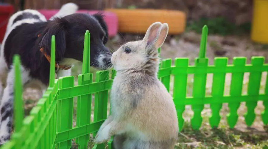 Cani e piccoli animali La stragrande maggioranza dei cani ama inseguire oggetti in movimento. Questo è un istinto di caccia che funziona indipendentemente dalla sensazione di fame. Il coniglietto sarà fortunato nella prossima gara? Bene, questo dipenderà da quanto è eccitato il cane.