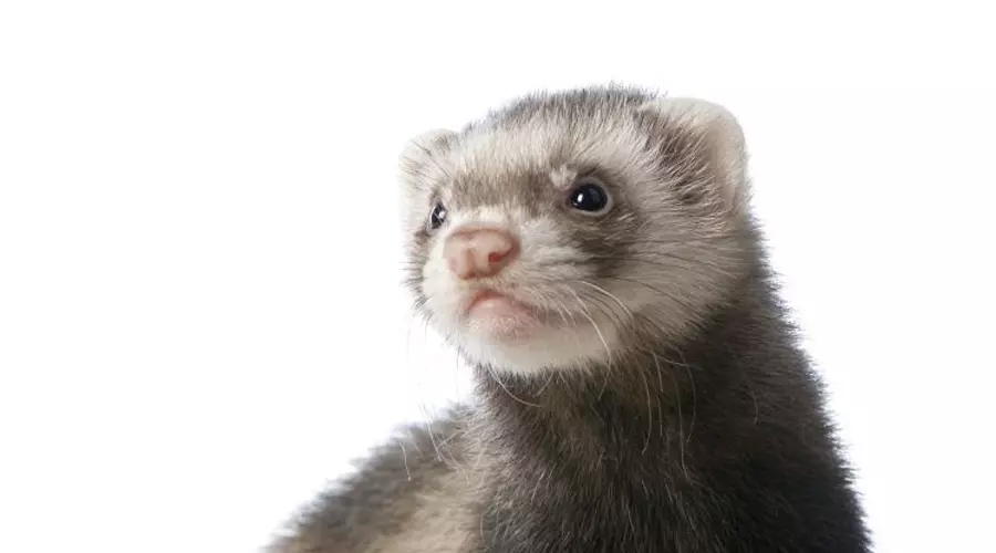 reڪريون ۽ atsليون Ferret is a carivivorous and शिकारी جانور. ۽ جيتوڻيڪ اھي capableليون گڏ ھجڻ جي ڪافي قابل آھن ، اھو ا stillا تائين ان خطري جي قابل ناھي. حقيقت اها آهي ته نن smallerن جانورن جي تيز رفتار حرڪت هڪ atorيڙيءَ ۾ شڪار ڪندڙ-شڪار جي جبلت کي ااريندي آهي ، اها هڪ kitلي کي ر refو رد عمل سان گلا ڪري سگهي ٿي.