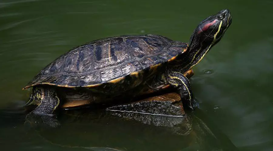 Rettili e altri animali domestici In primo luogo, secondo i Centers for Disease Control and Prevention, i rettili sono portatori della salmonella, che colpisce non solo gli animali ma anche gli esseri umani. In secondo luogo, i rettili fuori dal terrario probabilmente daranno la caccia a un gatto prima o poi, se ce n'è uno in casa. Non vorrai strappare il tuo amato Barsik dalla bocca del serpente, vero?