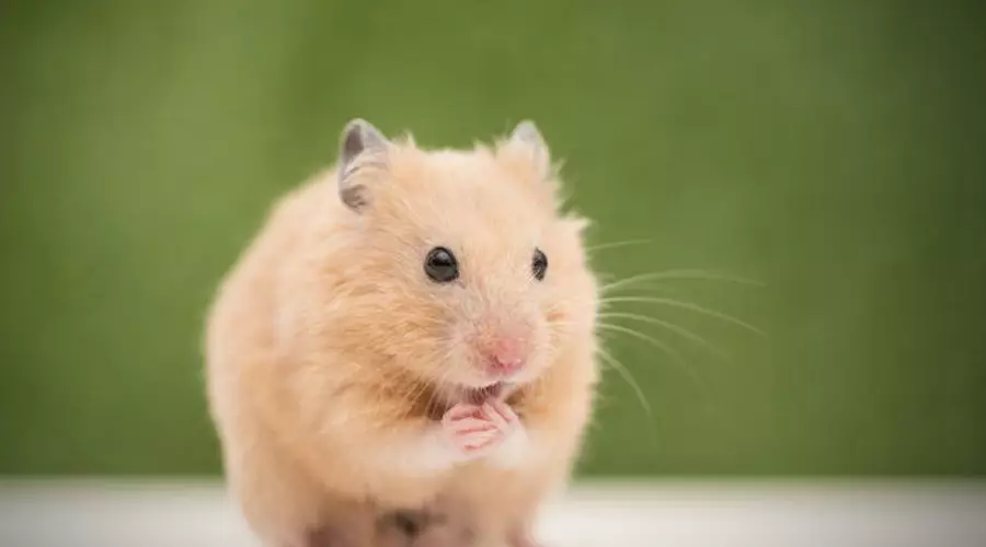 A bunch of hamsters Many people decide to have several hamsters at once, thinking that this will be more fun for small rodents. In reality, hamsters very jealously guard their territory and instead of a couple of friends in one cage, you will get constantly irritated and scratched animals in fights.