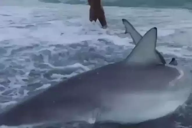 Keçek ji bo rizgarkirina shark ku ji ber bahozê li peravê şuştî hat