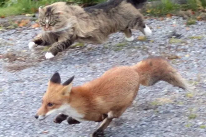 Die jakkals het in die tuin wins gemaak en 'n wagkat raakgeloop