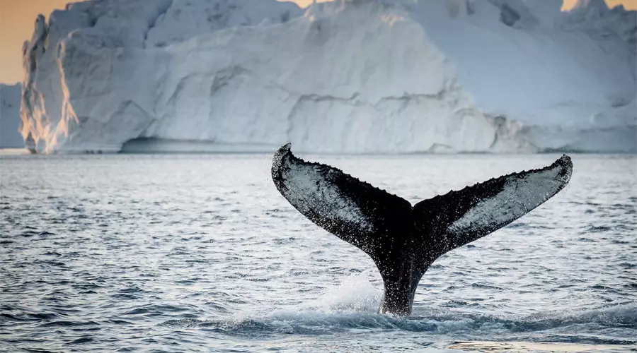 Greenland Na dia tonga tany Greenland hatramin'ny 1000 aza ny Vikings, dia mbola mahita ampahany vaovao aminy hatrany amin'ny faritra avaratra isika. Nosy vaovao enina miala ny morontsirak'i Greenland, tsy voakitikitika sivilizasiôna, no hita vao haingana, tamin'ny taona 1999. Ny ankamaroan'ny tanibe dia mbola tsy misy mponina. Sahabo ho 80 isan-jaton'ny faritanin'ny nosy no rakotra gilasy.