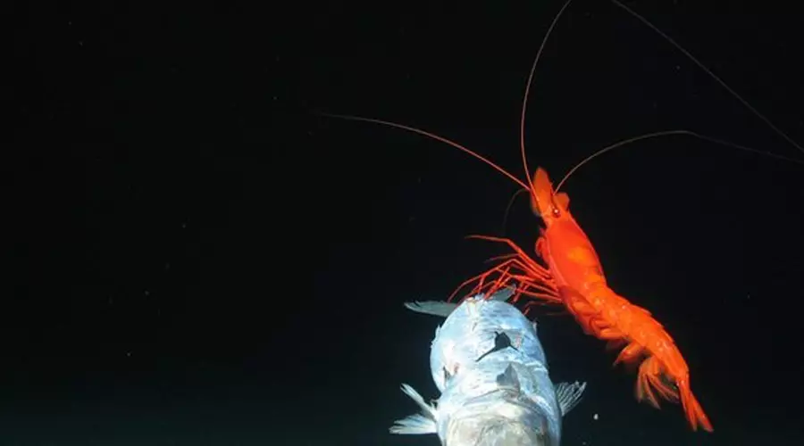 New Hebrides Fault Pacific Ocean It is located off the east coast of Australia. Until the end of 2013, scientists did not even look in his direction - there are already enough blank spots in those territories. When researchers from the UK and New Zealand sent underwater robots into this crack at the very bottom of the ocean, they discovered completely new species of deep-sea creatures, never before seen anywhere else.