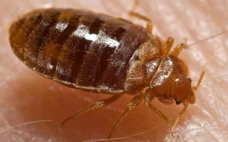 Eżempji tal-evoluzzjoni tan-natura li qed iseħħu bħalissa