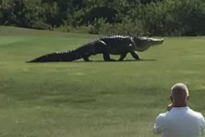 Kæmpe krokodille fra buskene: ude på golfbanen